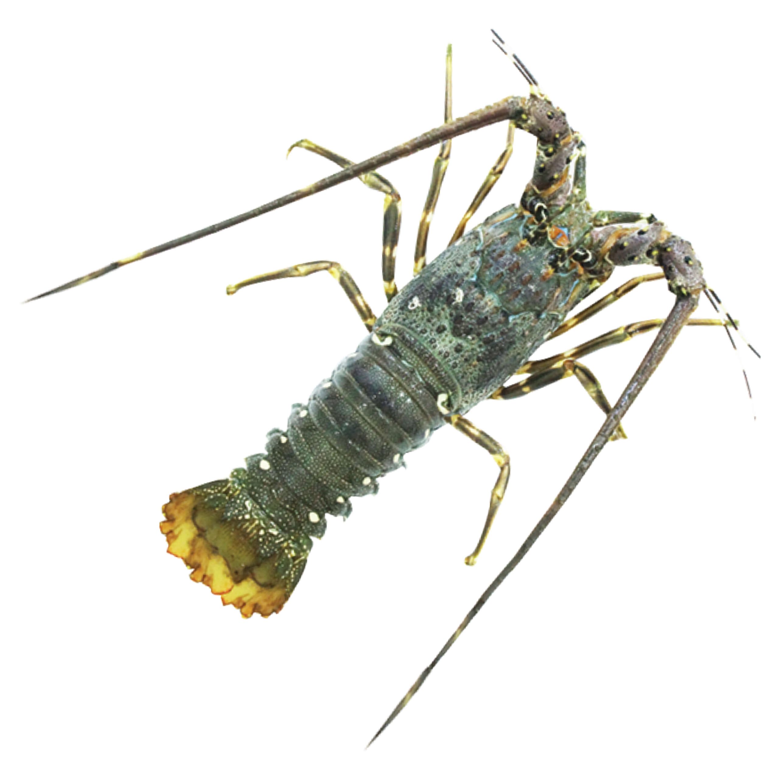 Lobster Spiny Whole - Wisk