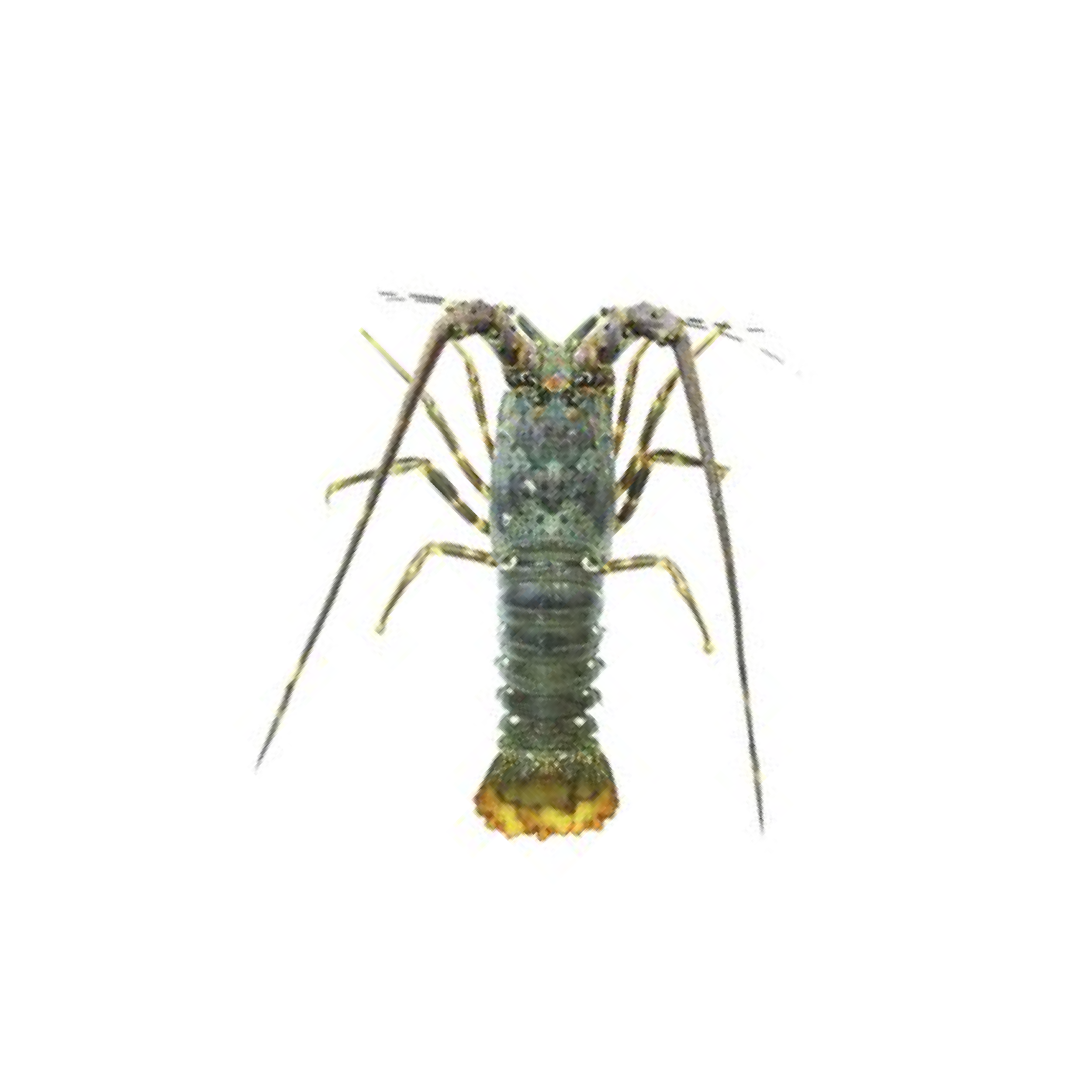Lobster Spiny Whole - Wisk