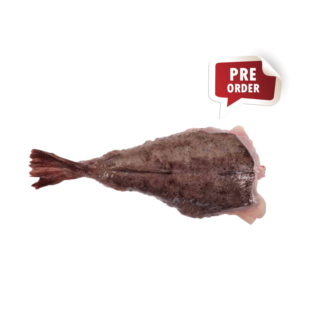 Monkfish Tail Wild - Wisk