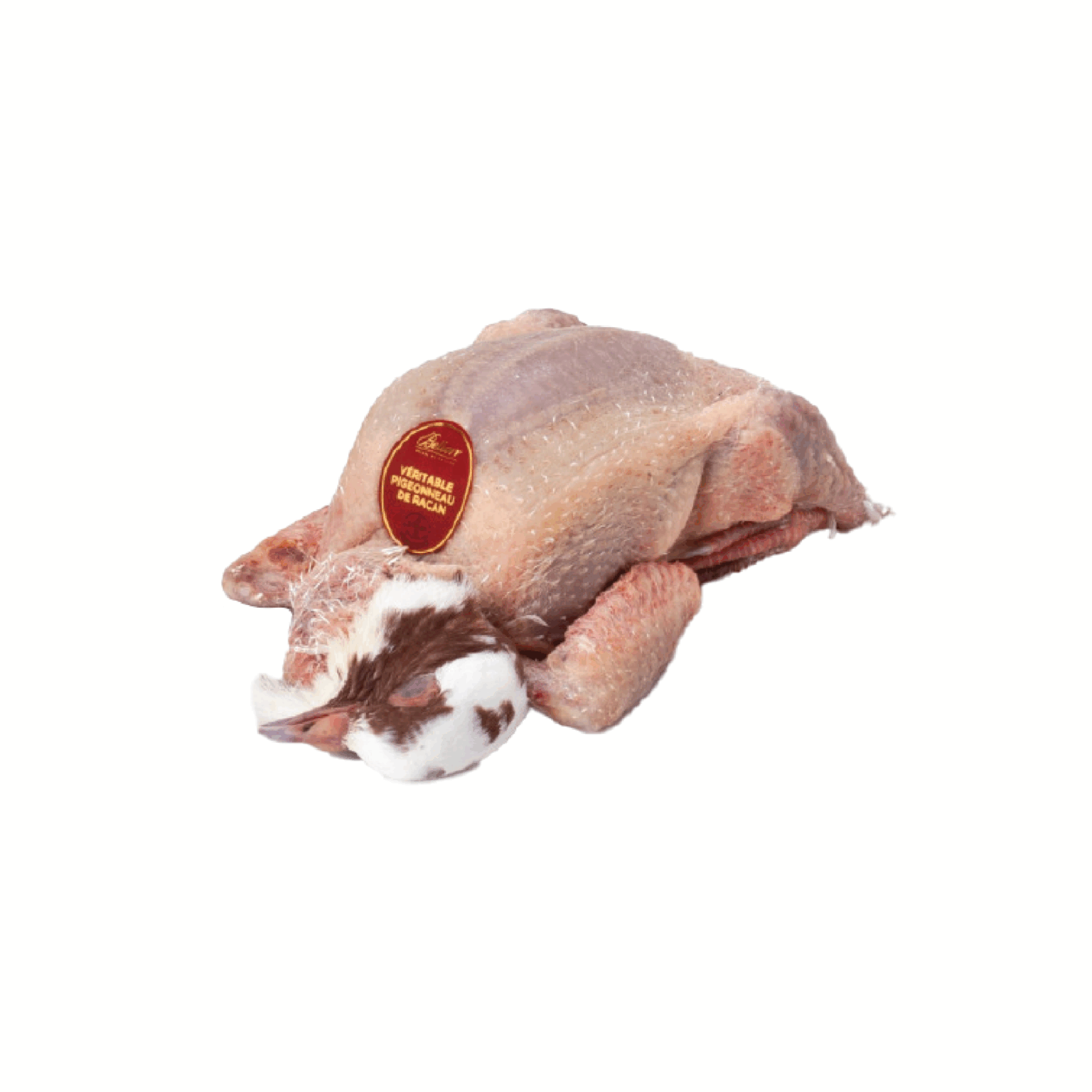 Pigeon Whole Head on (Pre-Order) - Wisk