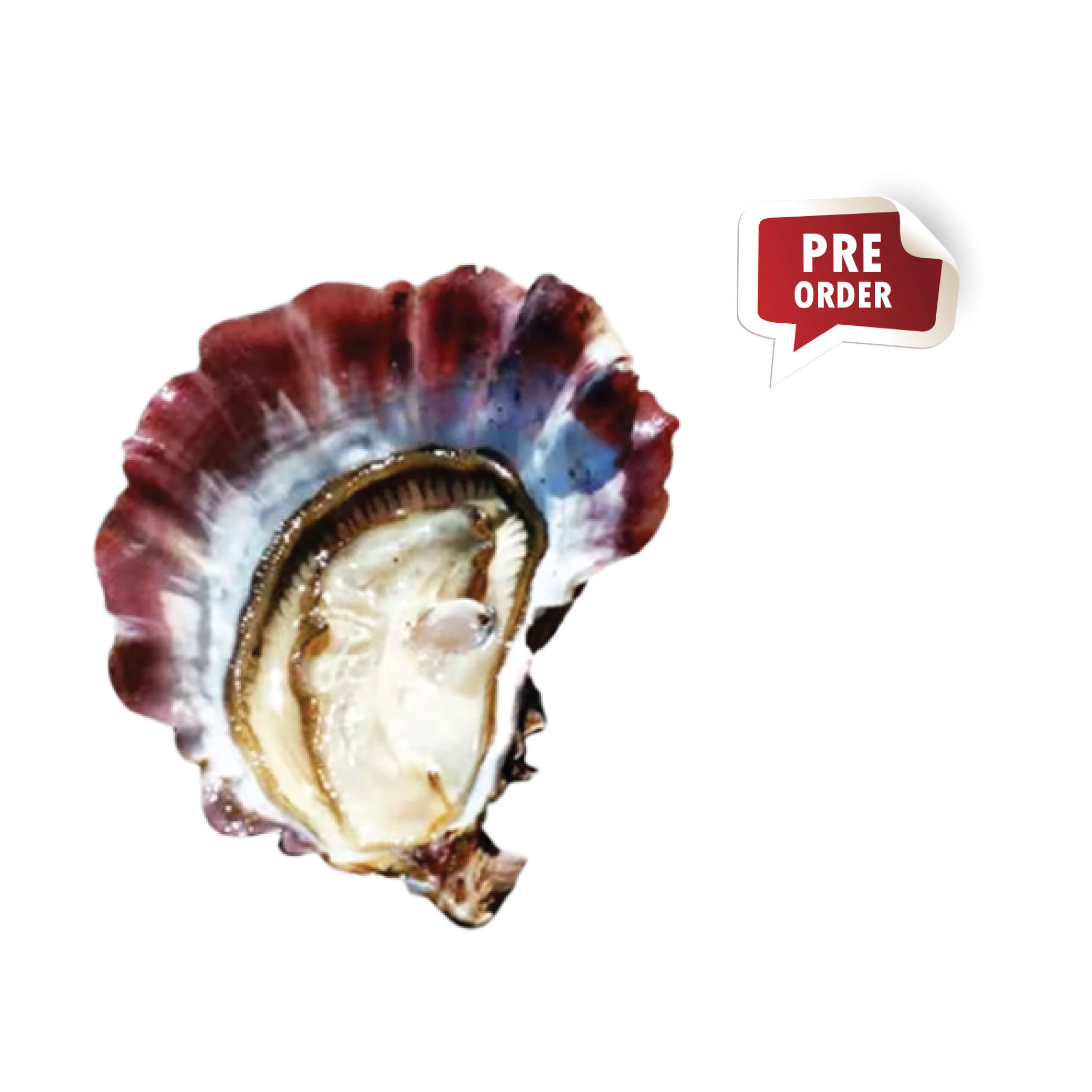 Tarbouriech Oyster - Wisk