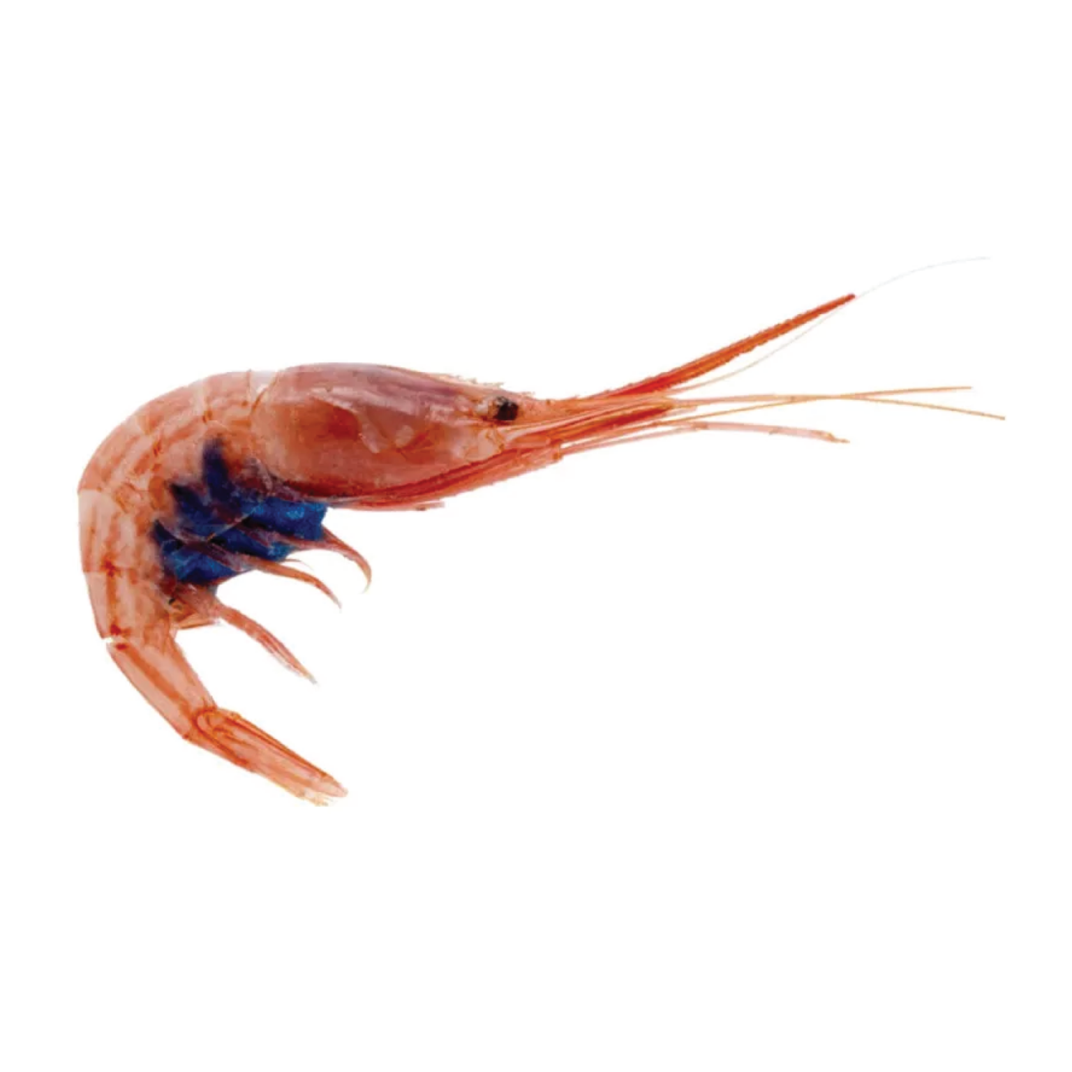 Shrimp Blue Belly - Wisk